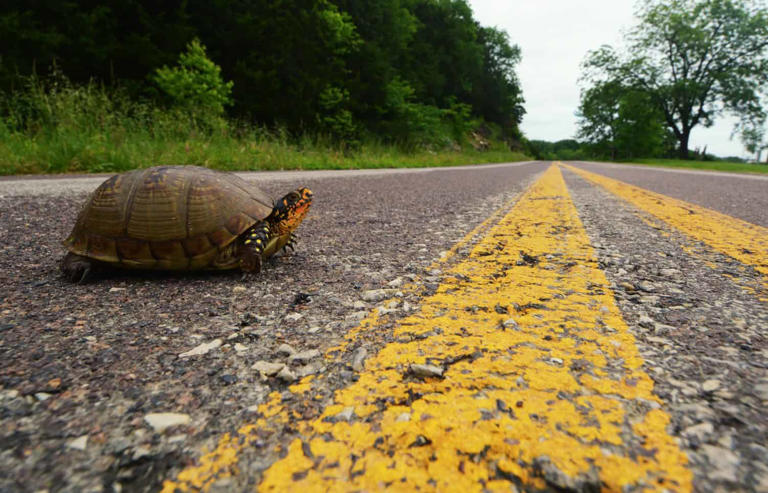 Spotted a turtle on the road? Experts say do this first