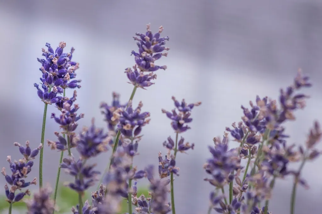 A landscaper's take: 3 plants I'd put in my yard - and 3 I'd never ...