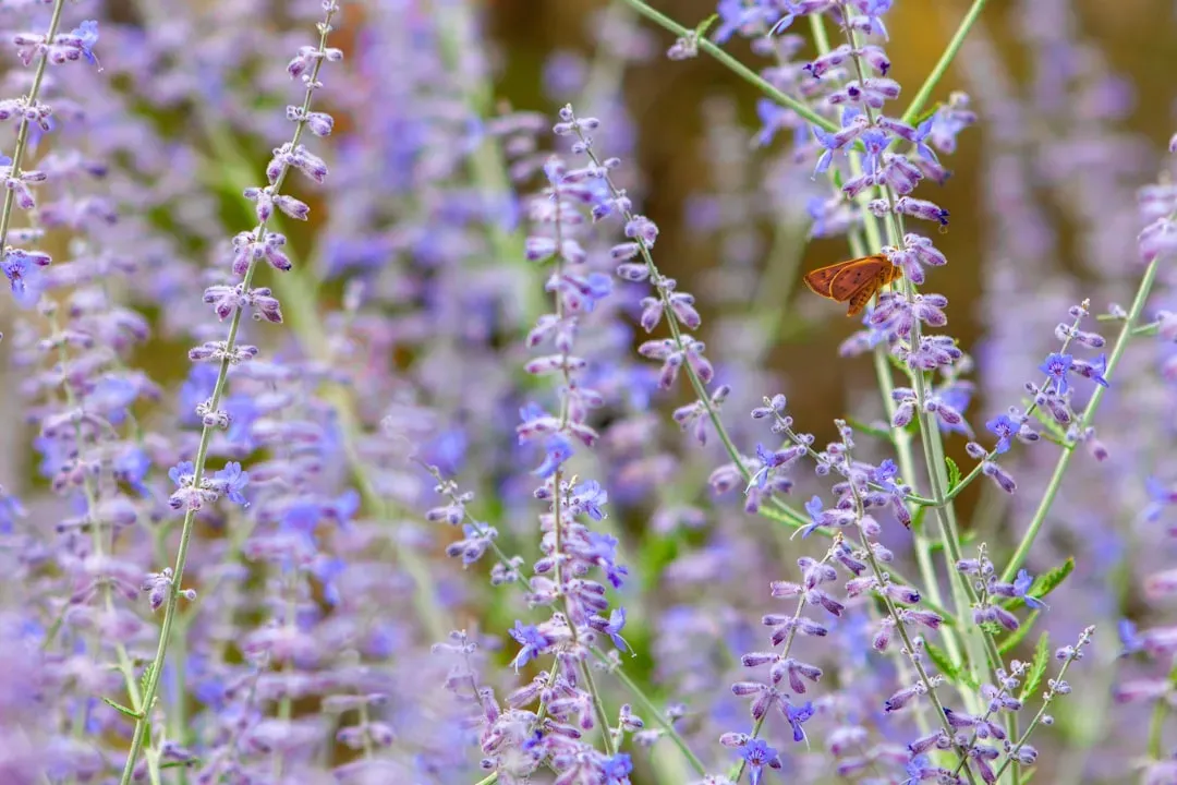 A landscaper's take: 3 plants I'd put in my yard - and 3 I'd never ...
