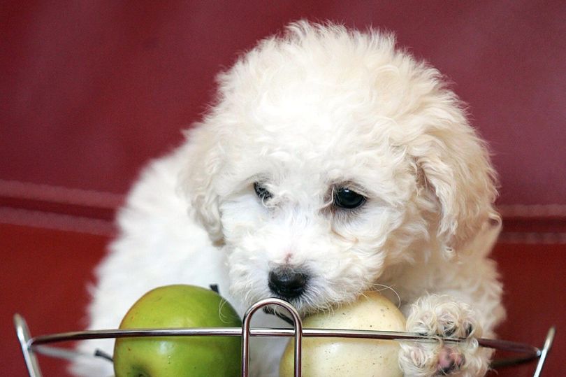 Four juicy fruit and veg summer snacks that will keep dogs healthy and ...