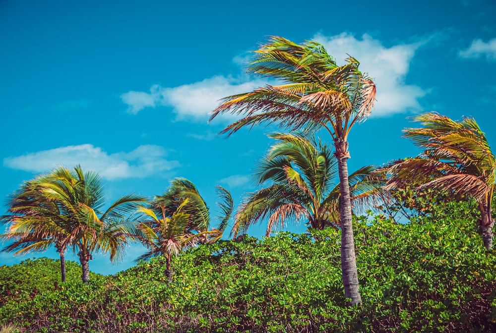 16 pros and cons of the Royal Caribbean vs Disney islands