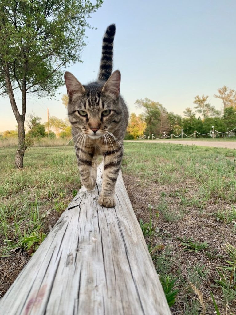 How does a two-legged cat walk so easily?