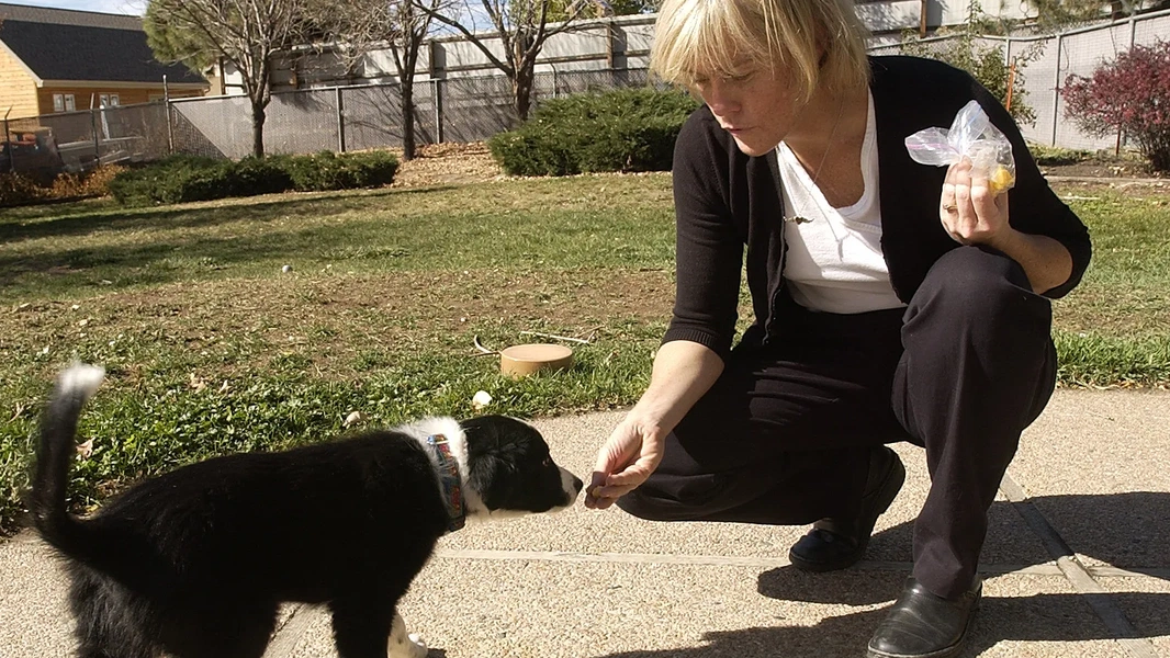 Experts outline humane, science-backed dog training methods