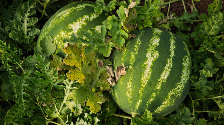 14 mistakes everyone makes when buying watermelon at the store