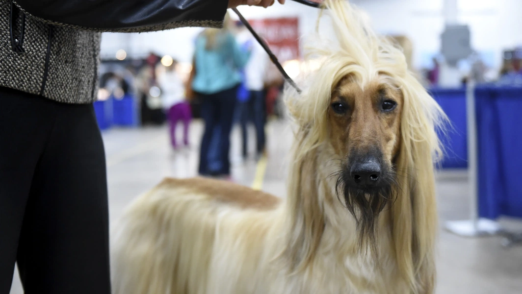 7 most beautiful dog breeds