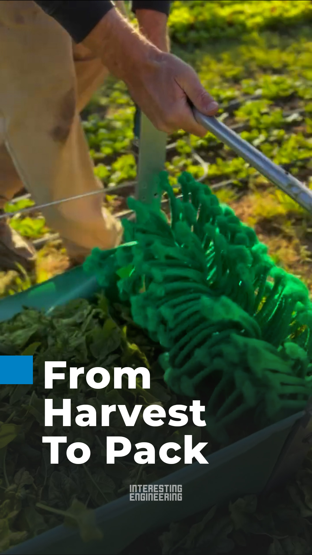 How fresh lettuce is prepared