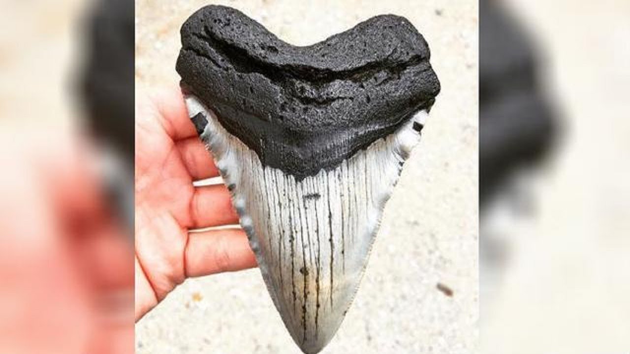 People are freaking out over this giant tooth that just washed up on ...