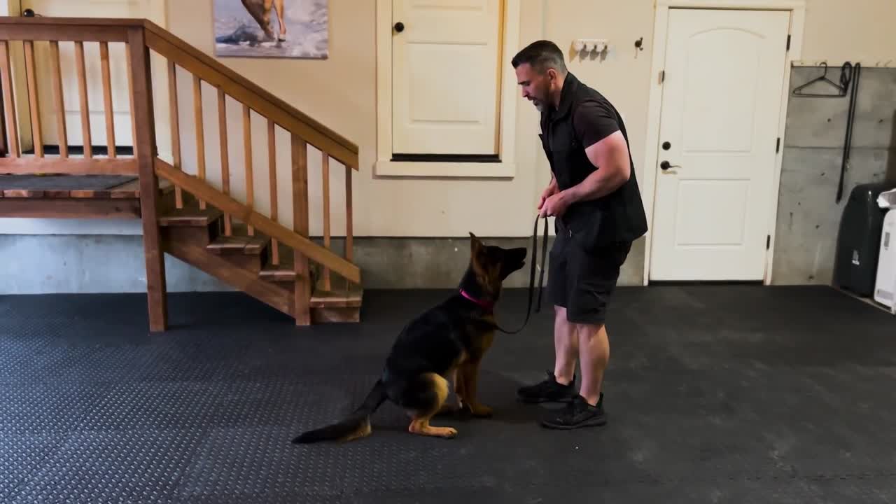 Revolutionize your canine training approach