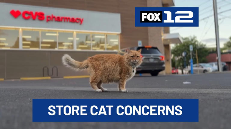 Outcry after CVS bosses ban cat called Nutmeg from 'retiring' in ...