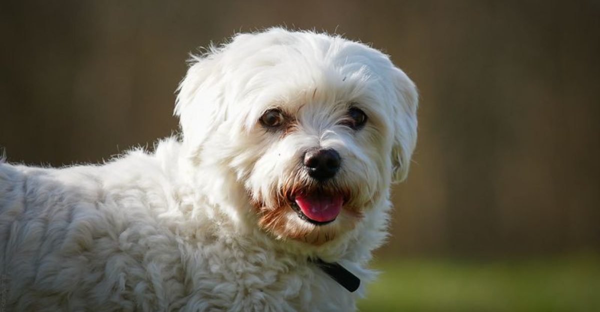 13 dogs that seem determined to comfort you the moment your mood changes