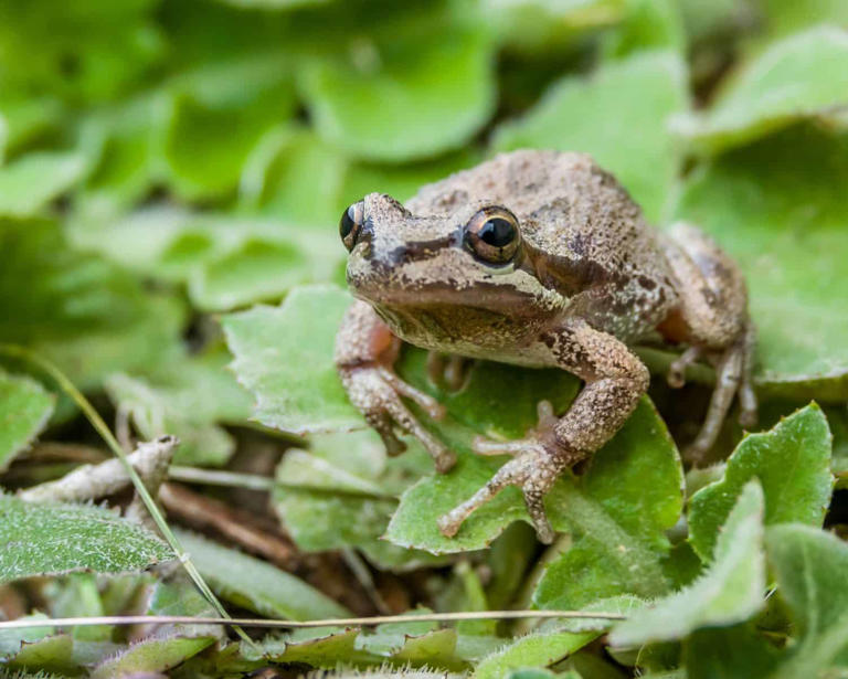 A fungus with a 40% kill rate is spreading through snake dens