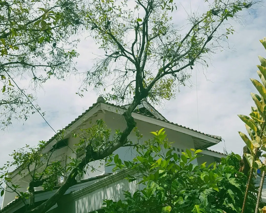 Who owns the tree? 6 property line myths that lead to bitter neighbor ...