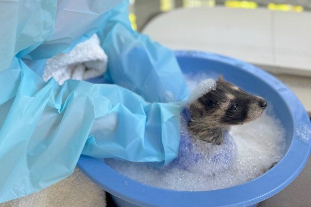 Baby raccoon rescued from chimney gets bubble bath for soot packed into fur