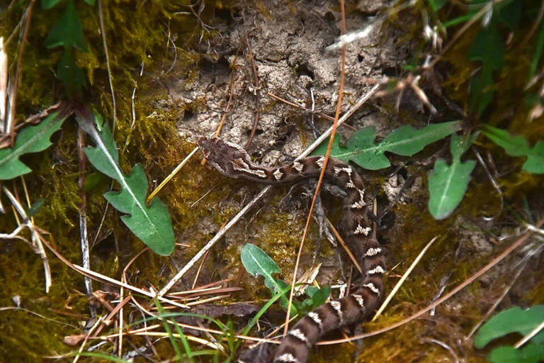 DNA Uncovers 5 Species Hiding in 1 Himalayan Pit Viper Name