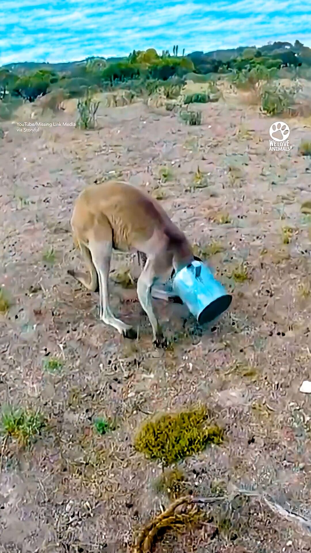 Brave men rescue kangaroo 🦘