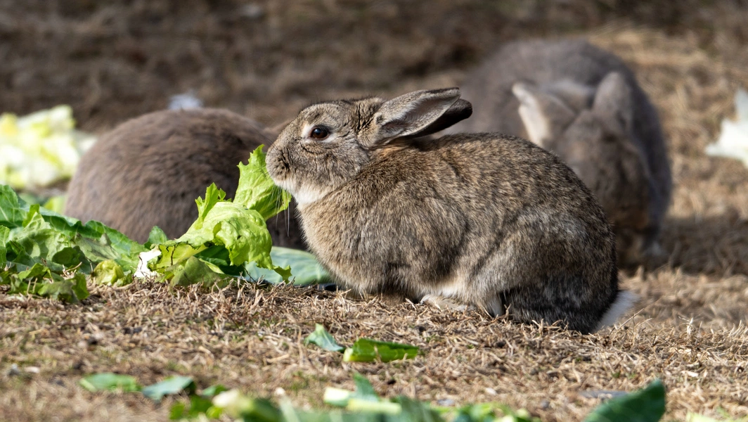 14 foods and plants rabbits should avoid