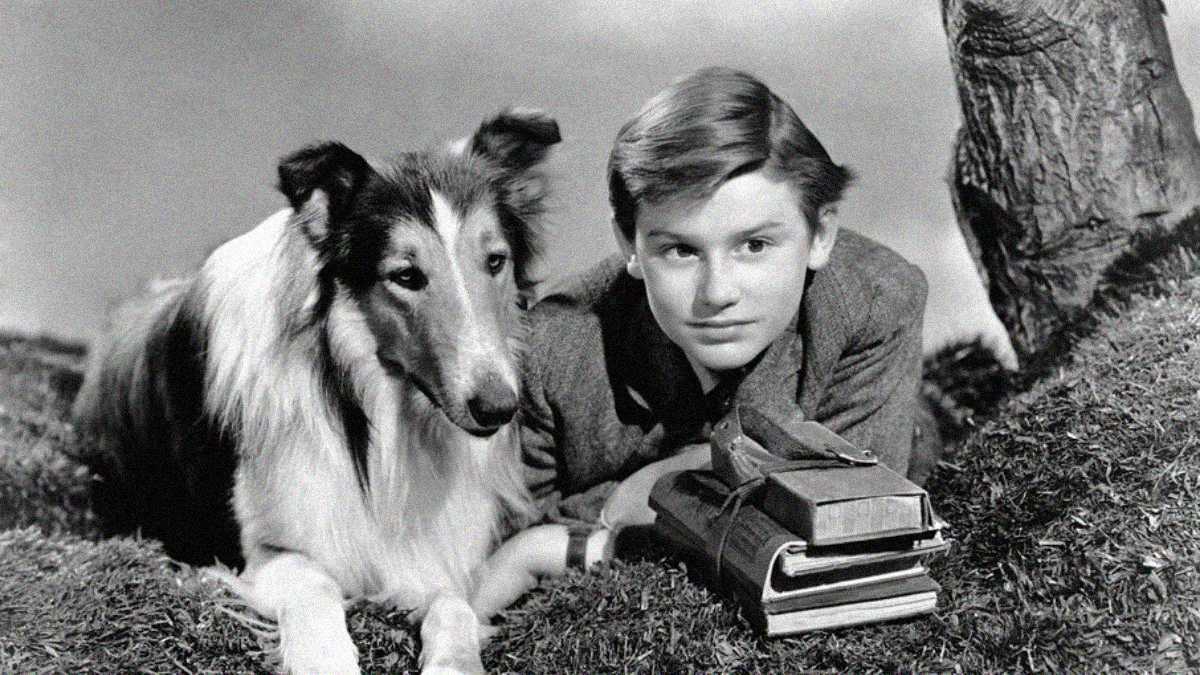 17 most famous animal stars in Hollywood history