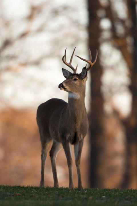 Missouri changes rules for nonresident deer hunters, seeks public input