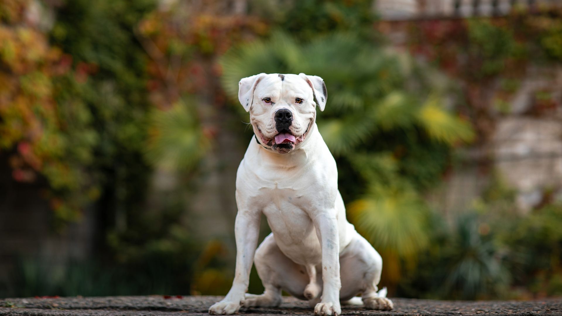 Fascinating facts about American bulldogs