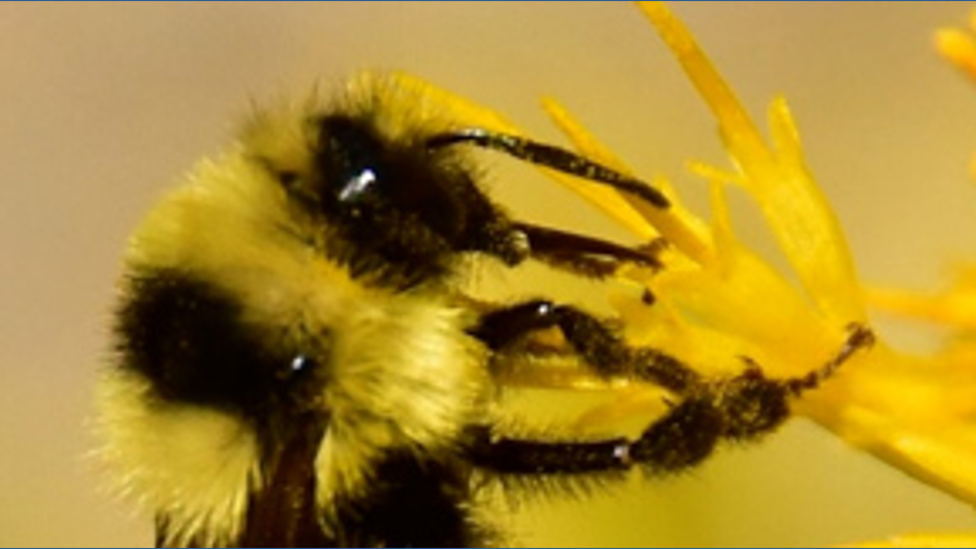 Honeybees are smarter than previously thought