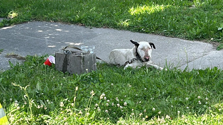 Dog chained to block found injured after Toledo house fire