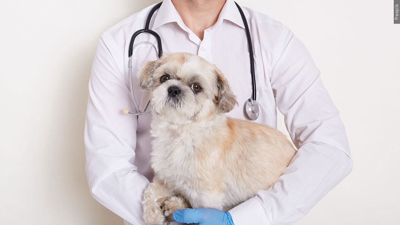New emergency vet clinic opens in Kochville Township