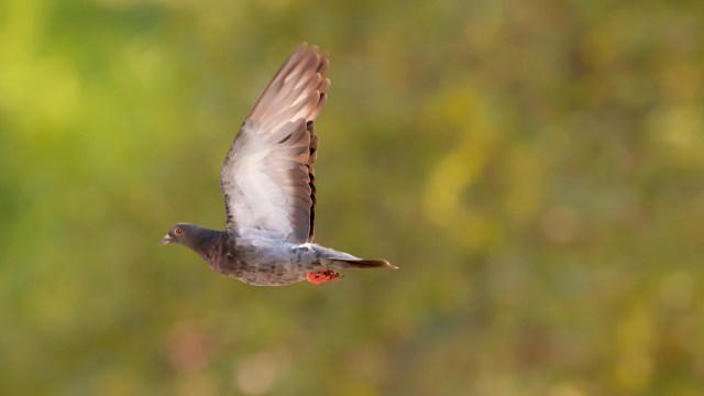 What helps pigeons find their way home isn't their eyes or beak — it's ...