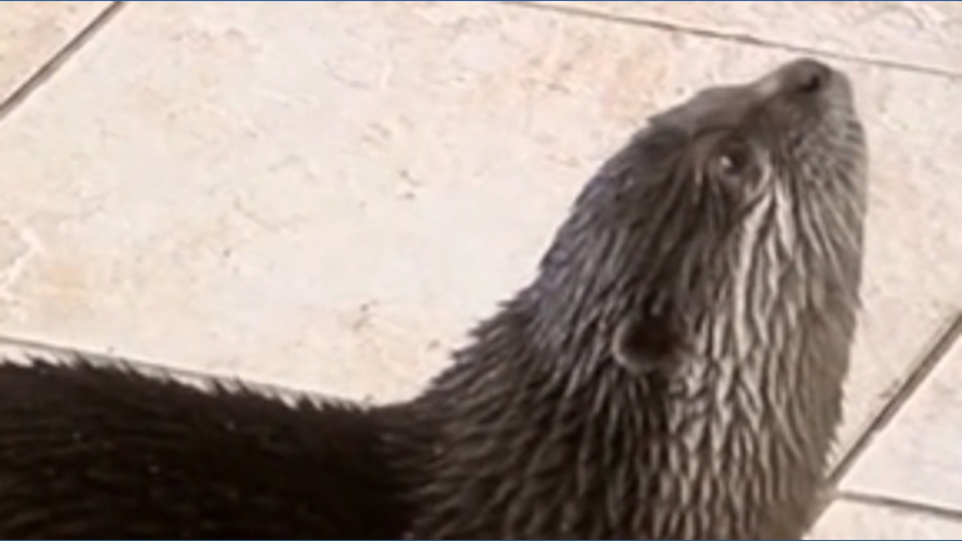 Meet 'Splash' the search and rescue otter
