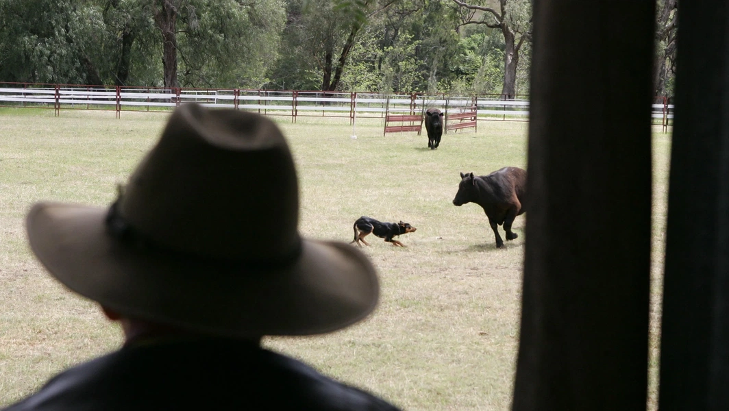 13 legendary ranch dog breeds