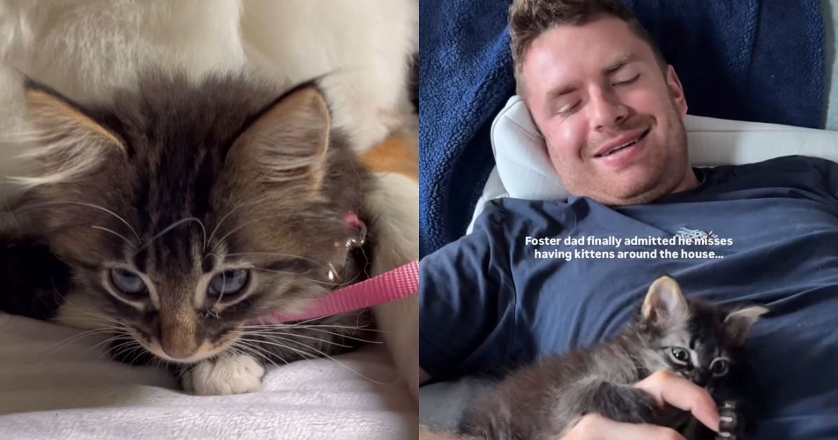 Rescue kitten becomes a foster fail & finds a nanny in dog sibling