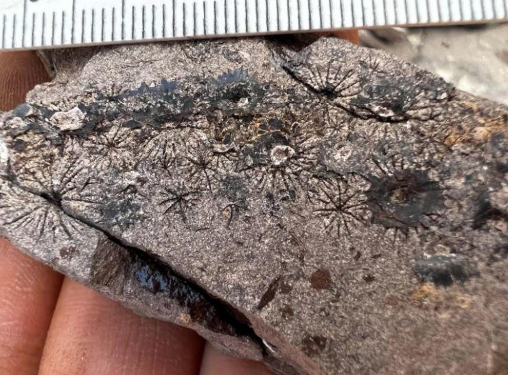 Scientists uncover a “petrified aquarium” containing nearly 500 ...