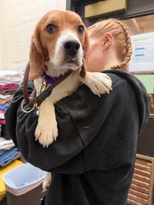 Another Ridglan Farms beagle, 'Lambeau,' arrives in Green Bay