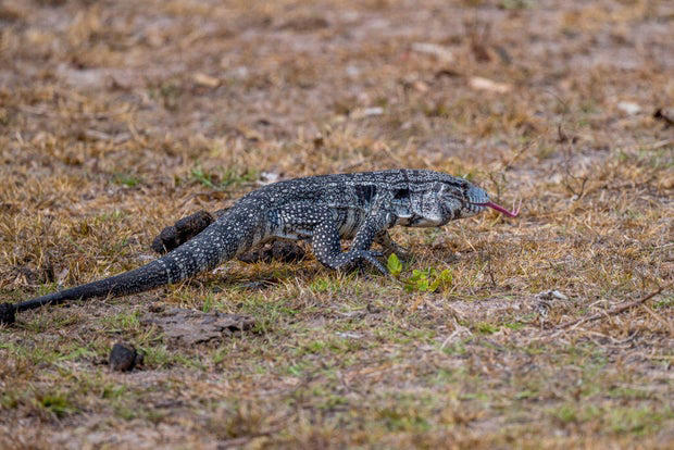 This giant salmonella-carrying invasive lizard is spreading in Georgia ...