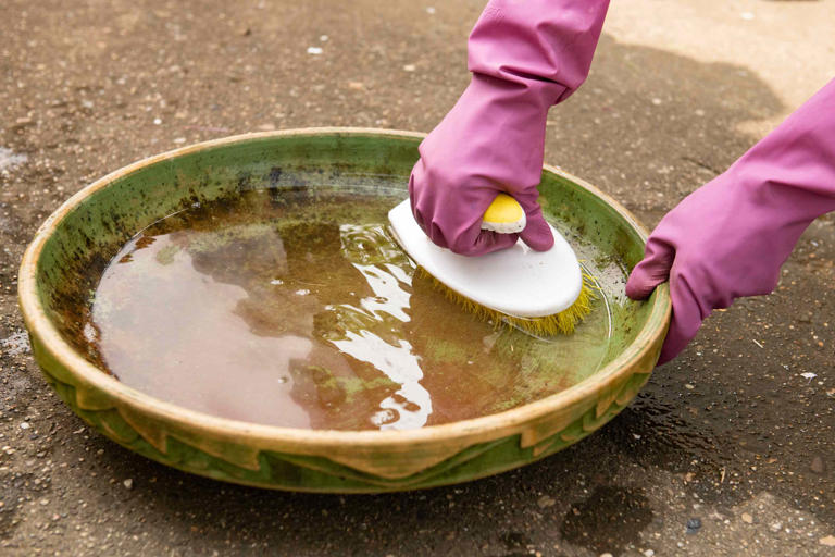 Can you use vinegar to safely clean bird bath algae? Wildlife pros say ...