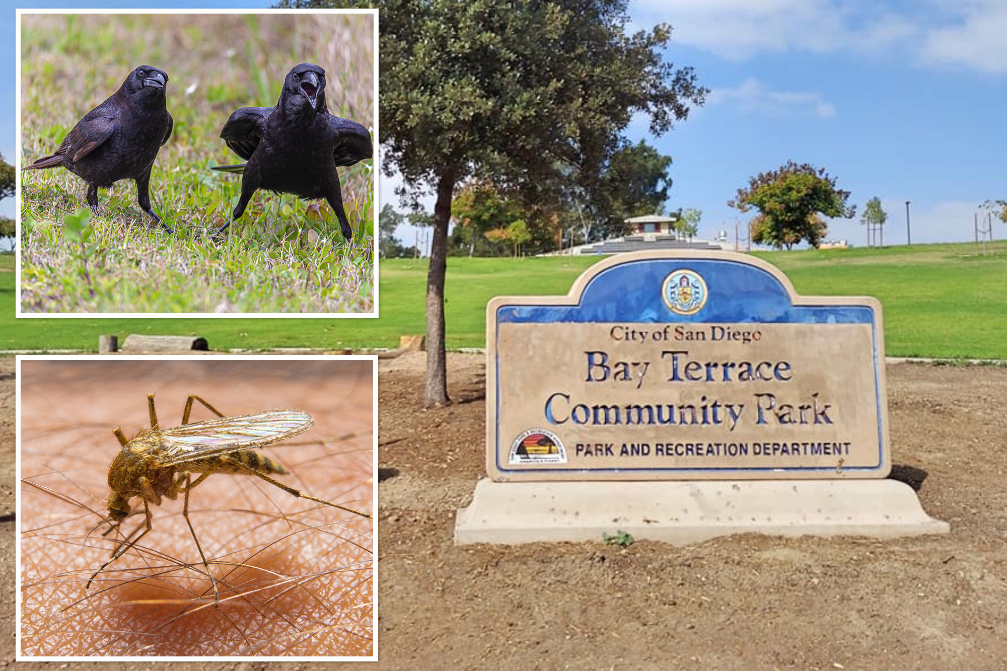 Deadly virus now spreads to crows in San Diego — as officials issue warning