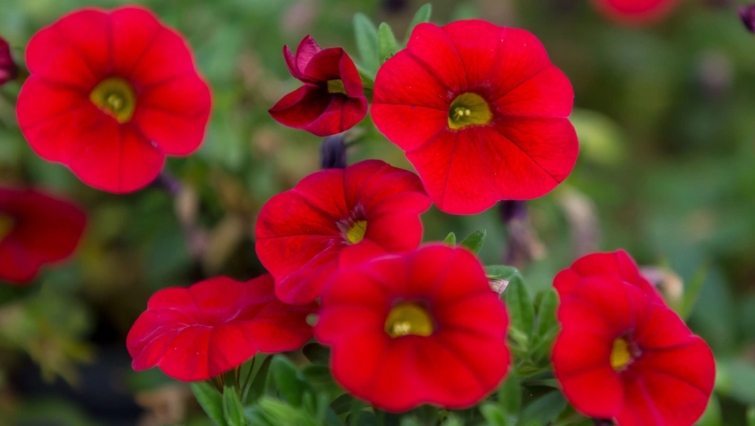 8 colorful flowers perfect for summer containers