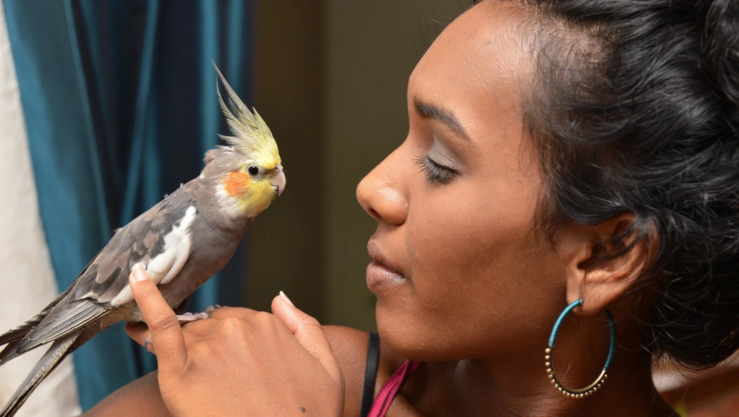 10 friendly pet birds that enjoy human interaction