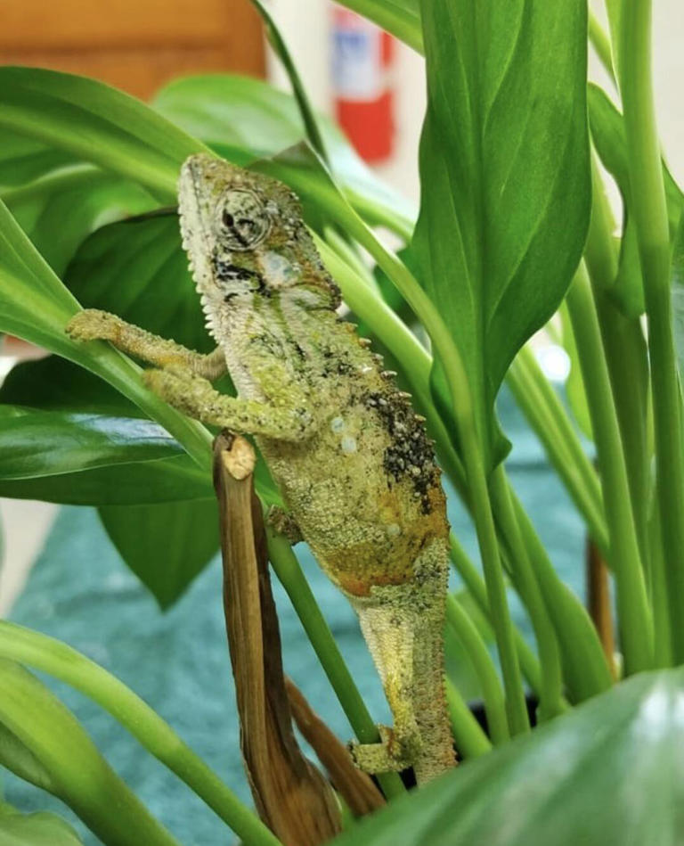 Vets confused by woman holding a plant — then they see an endangered ...