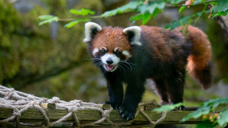 After losing beloved 'Sir Snacks-a-Lot,' Oregon Zoo welcomes a new red ...