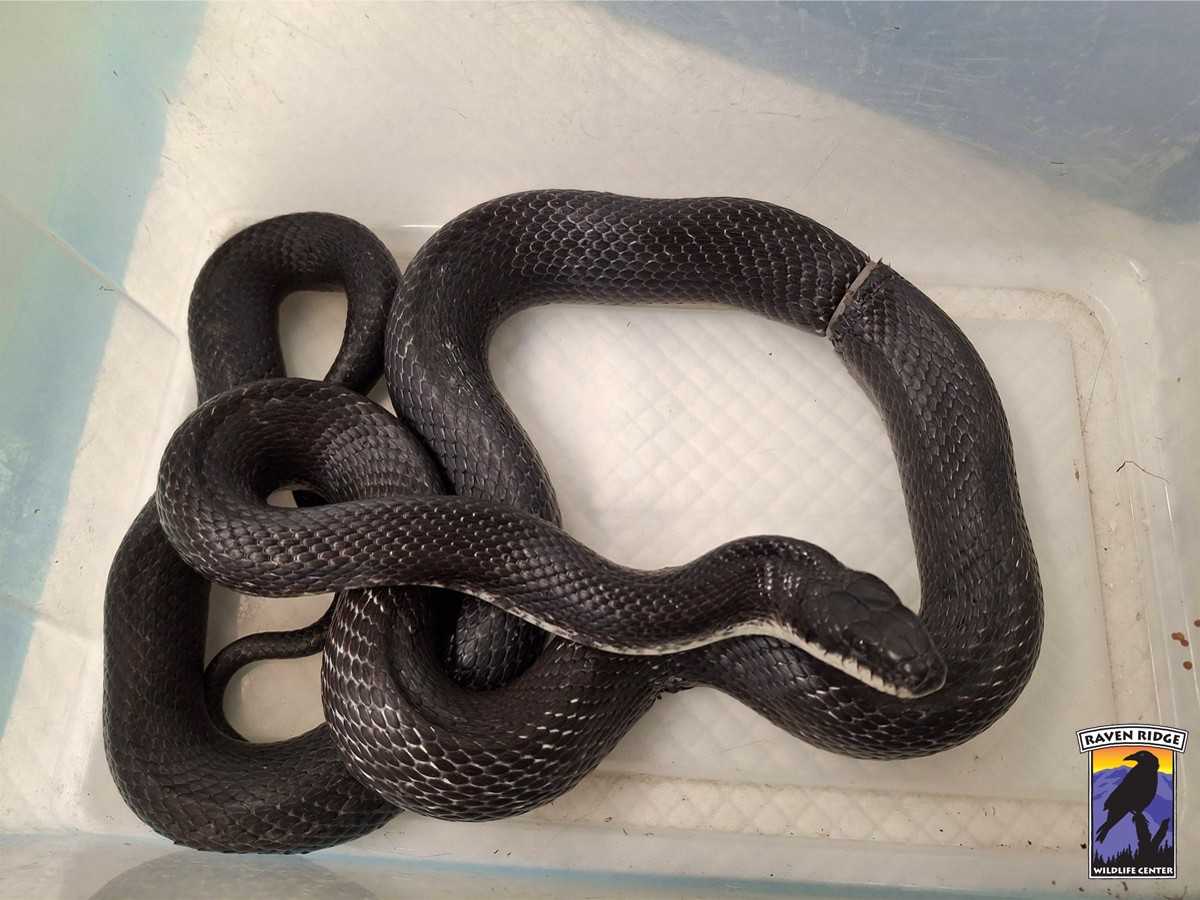 Wildlife center rescues snake found with plastic ring wrapped around body