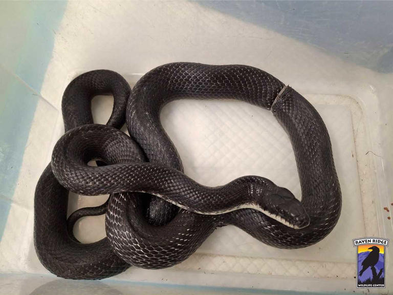 Wildlife center rescues snake found with plastic ring wrapped around body