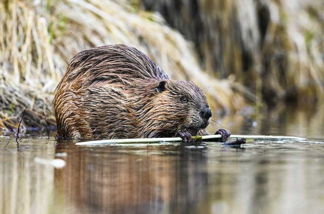 A beaver tale: An interview with one of Canada's crime masterminds