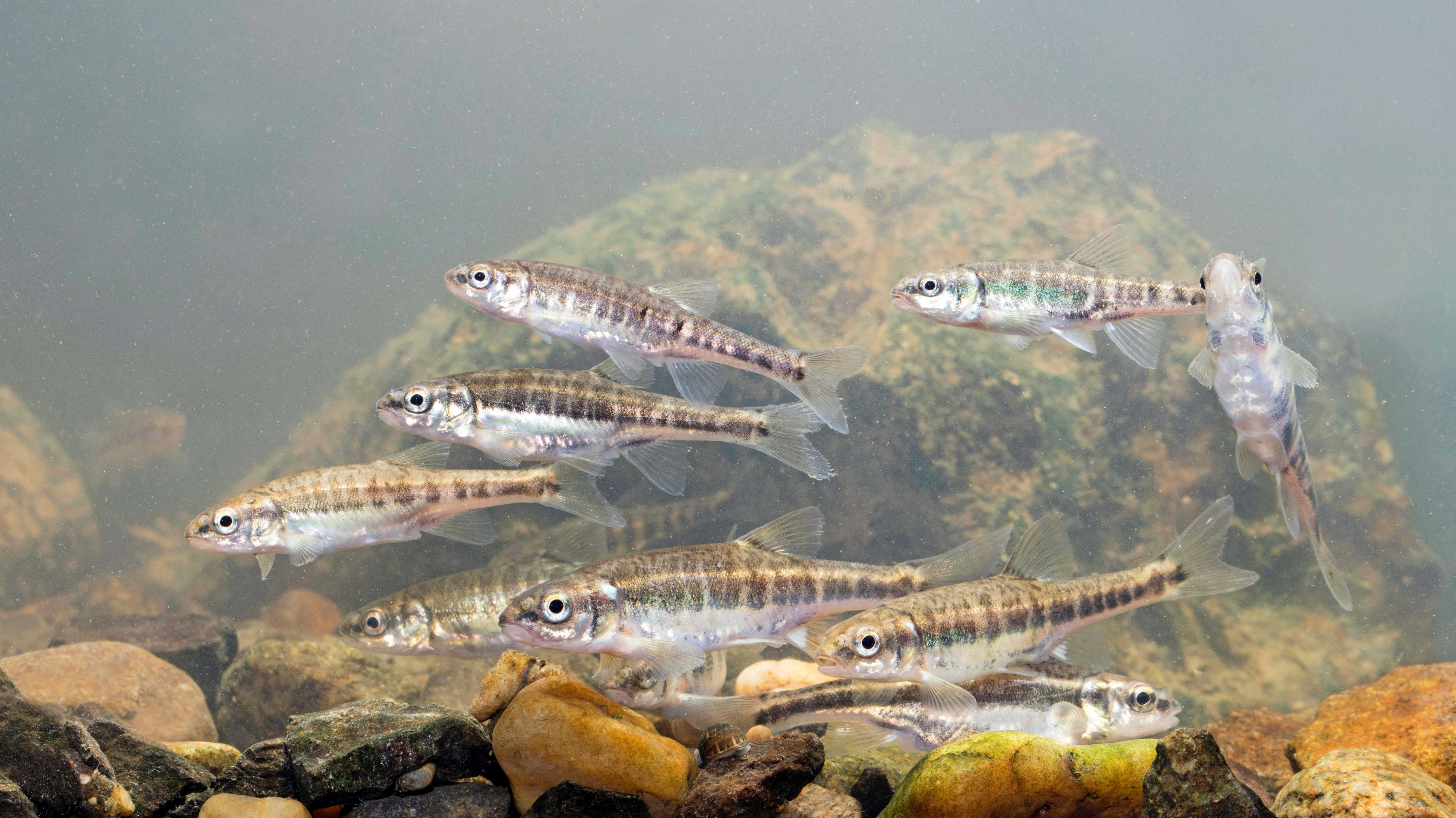 Potential prosecutions after more than 20,000 fish killed in Co Louth