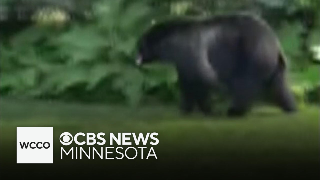 Bear seen strolling through Minneapolis suburb