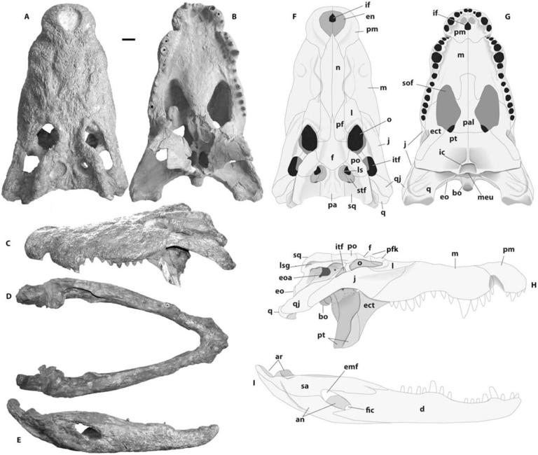 Scientists unearth 27-foot crocodile that once hunted early humans ...