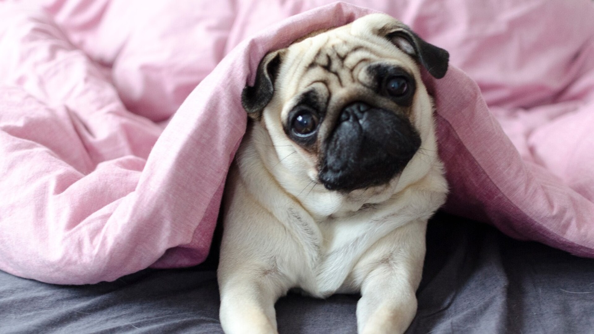 What to do if your dog keeps sleeping in your bed
