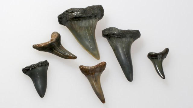 Shark tooth buried in a 5 million-year-old whale skull reveals predator ...