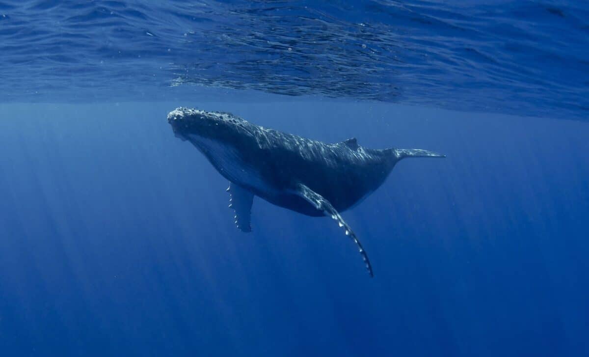 Scientists have been tracking this whale for 40 years and still don’t ...