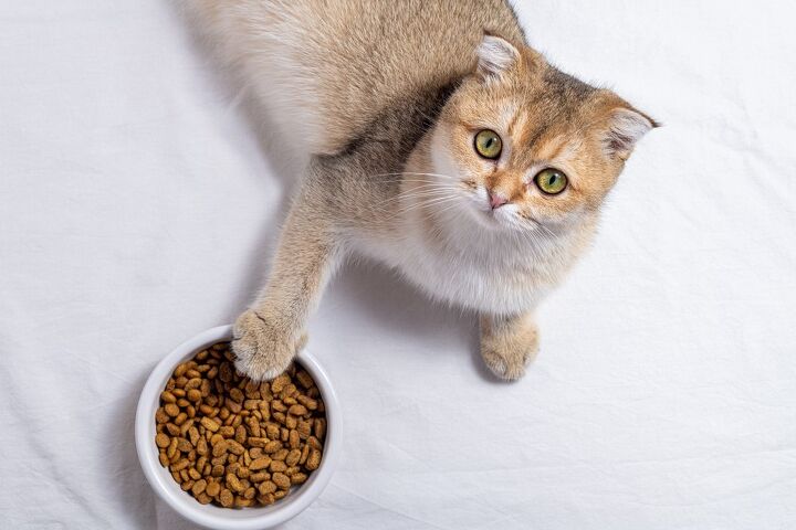 AAFCO to set phosphorus limit for cat foods