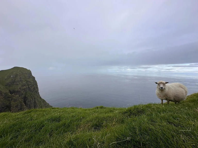 Faroe Islands whale hunt: Over 700 dolphins and whales killed in annual ...